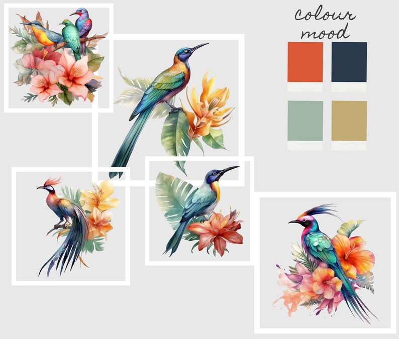 Digital Clipart Illustration Set, Cute Exotic Birds, PNG Printable ...