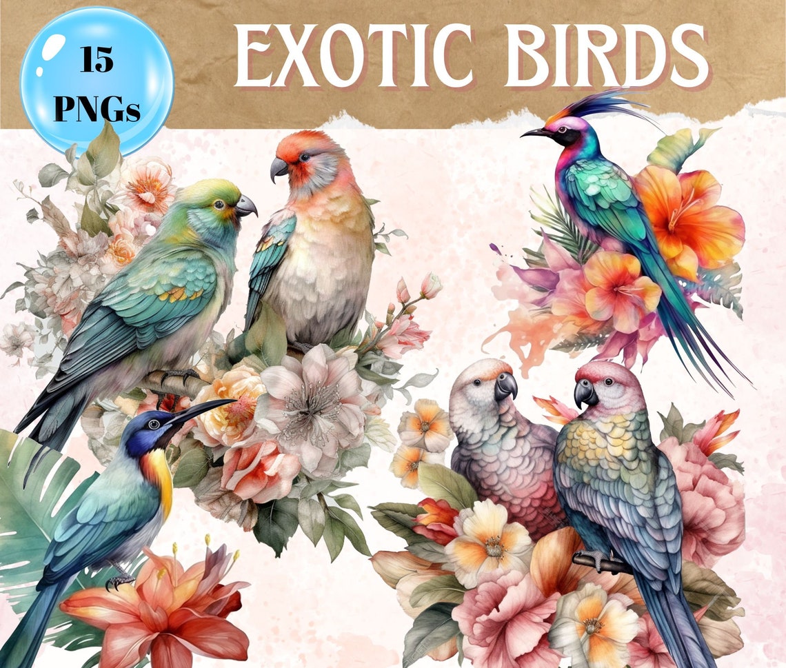 Digital Clipart Illustration Set, Cute Exotic Birds, PNG Printable ...