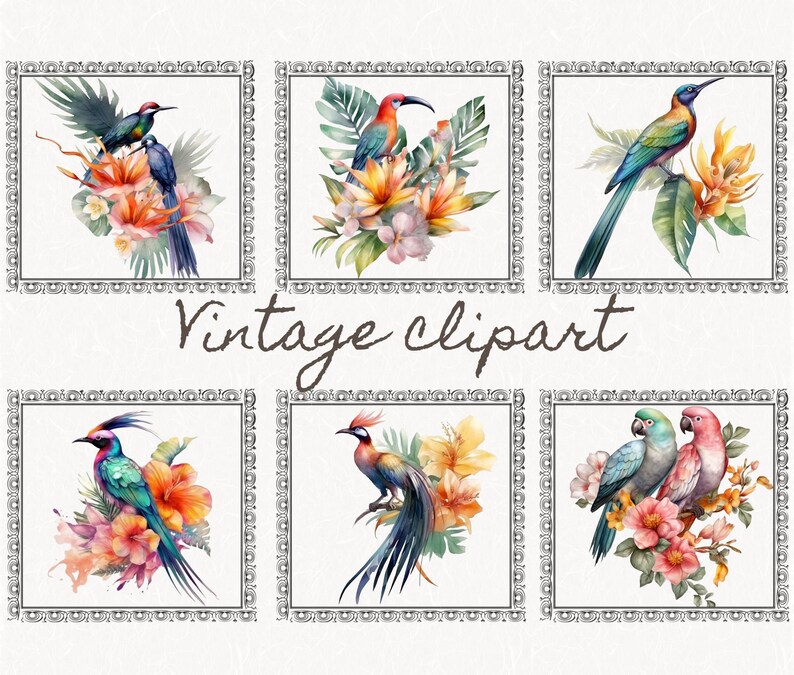 Digital Clipart Illustration Set, Cute Exotic Birds, PNG Printable ...