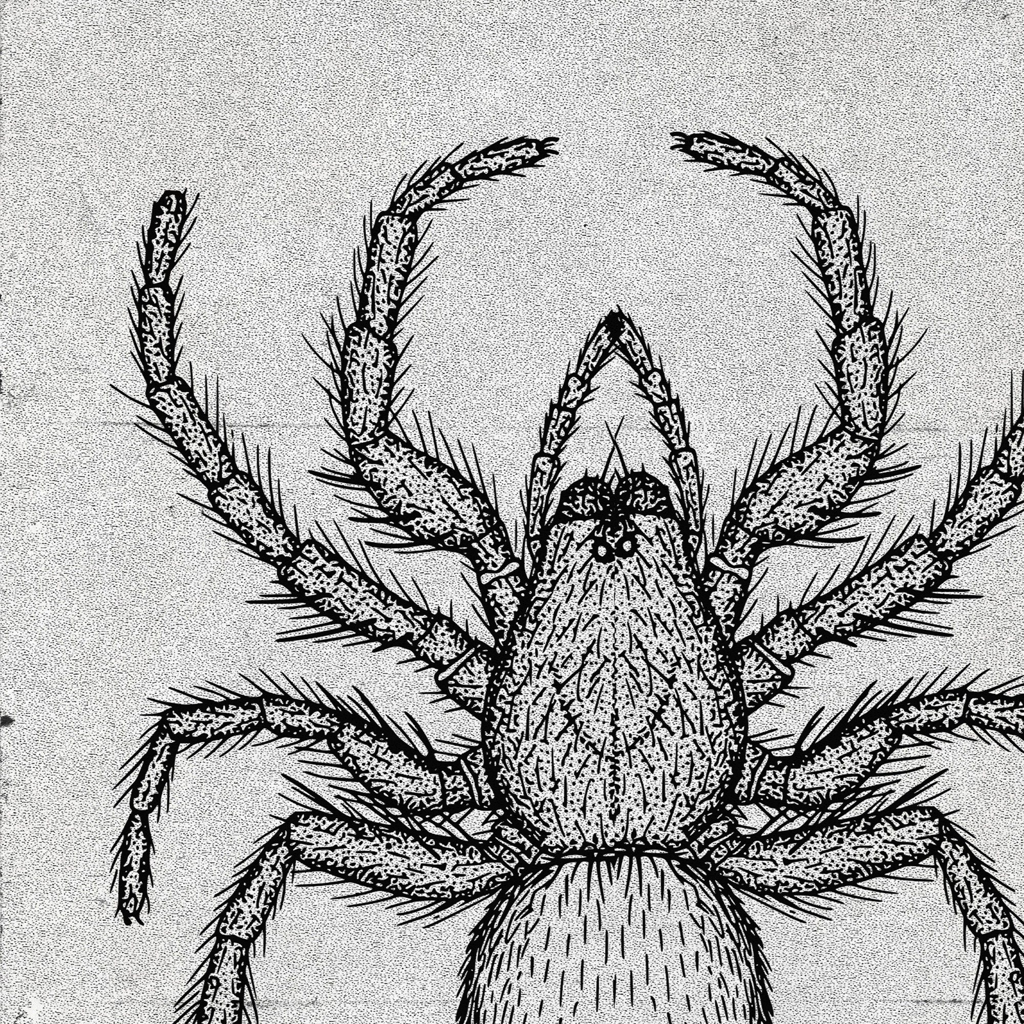 Creepy Huge Spider Art Print, Vintage Tarantula Wall Decor, Dark ...