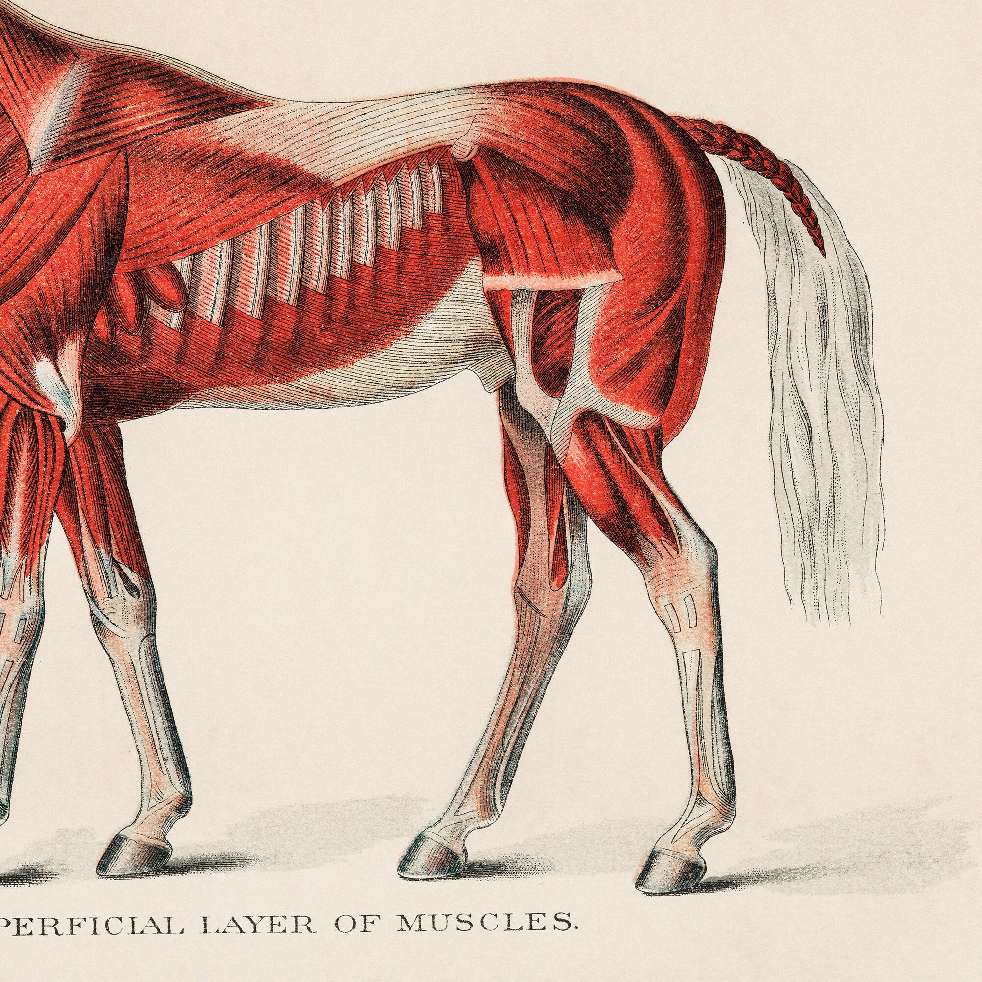 Superficial Layer of Muscles Vintage Horse Art Printable, Anatomy Wall ...