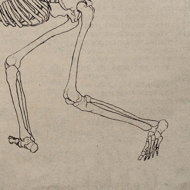 Antique Human Skeleton Art Printable Vintage Anatomy Wall - Etsy
