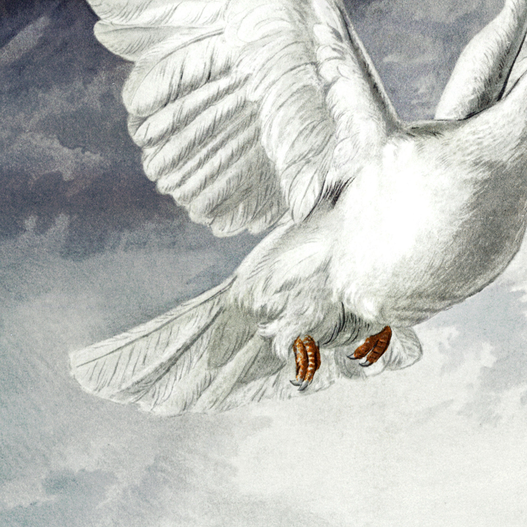 Dove of Peace Poster Art Printable, Vintage Nursery Wall Art ...