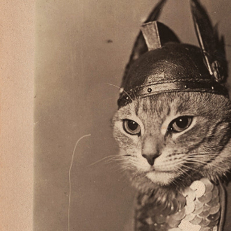 Valkyrie Brunnhilde Cat Vintage Photo Print Antique Cat Photo - Etsy Australia