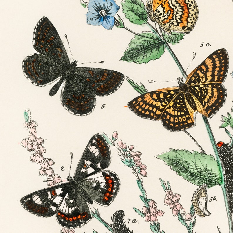 Cottagecore Butterflies and Moths Illustration Printable Art, Vintage ...