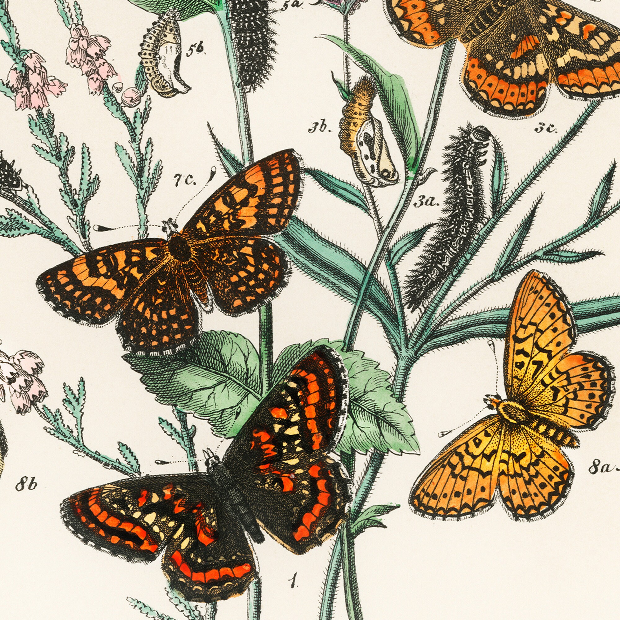 Cottagecore Butterflies and Moths Illustration Printable Art, Vintage ...
