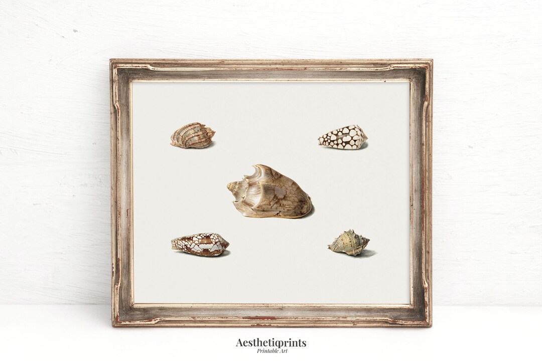 Five Sea Shells Drawing, Coastal Art Print, Vintage Wall Decoration ...