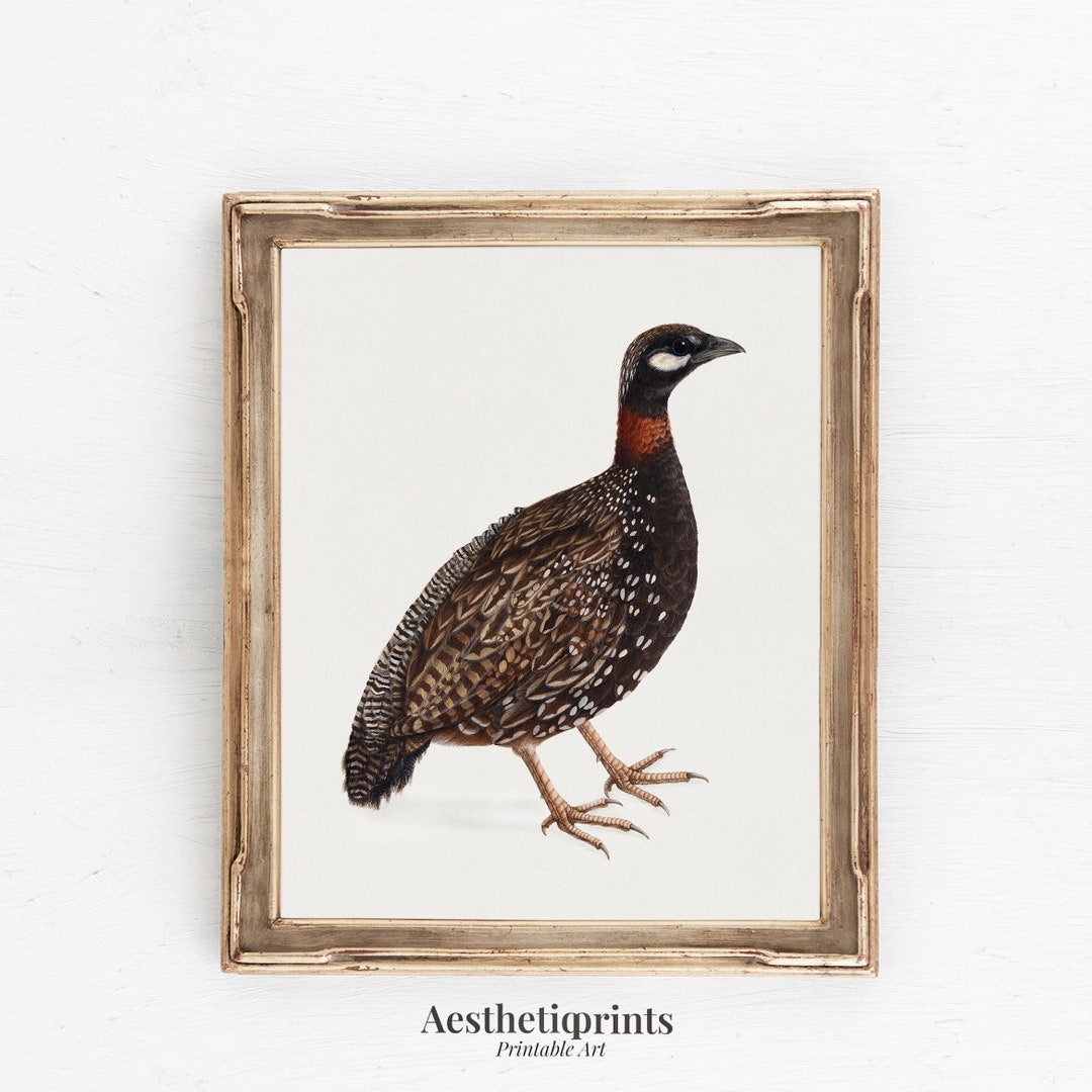 Black Partridge Bird Illustration, Vintage Bird Wall Art, Antique ...