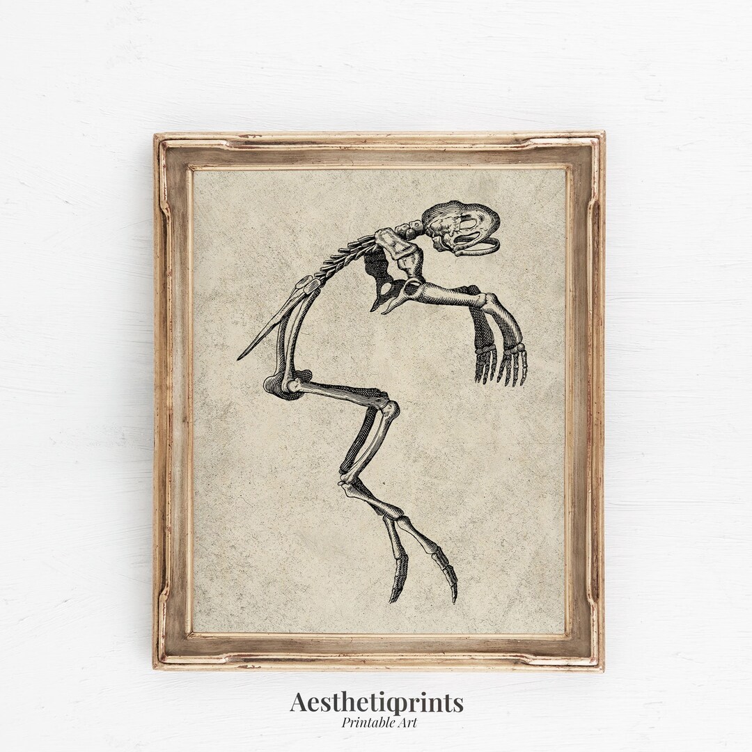 Vintage Frog Skeleton Print Download, Antique Frogs and Toads Printable ...