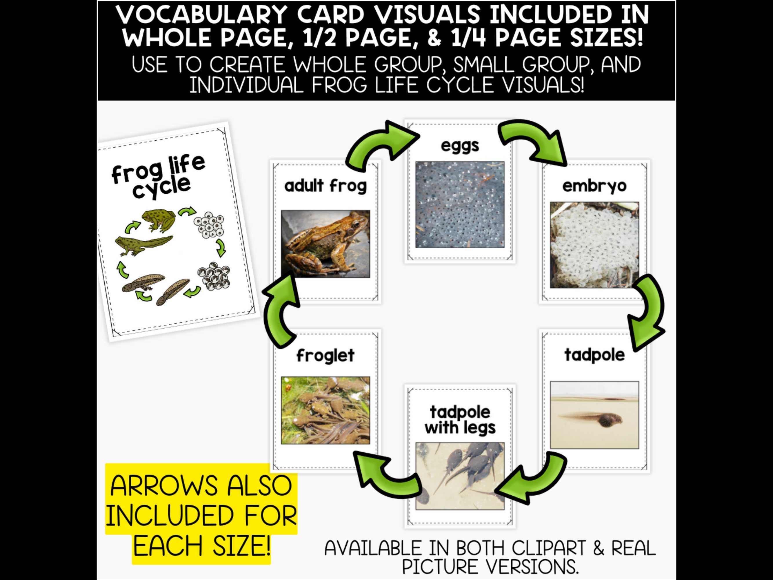 Frog Life Cycle Adapted Activities, Special Education Interactive Books ...