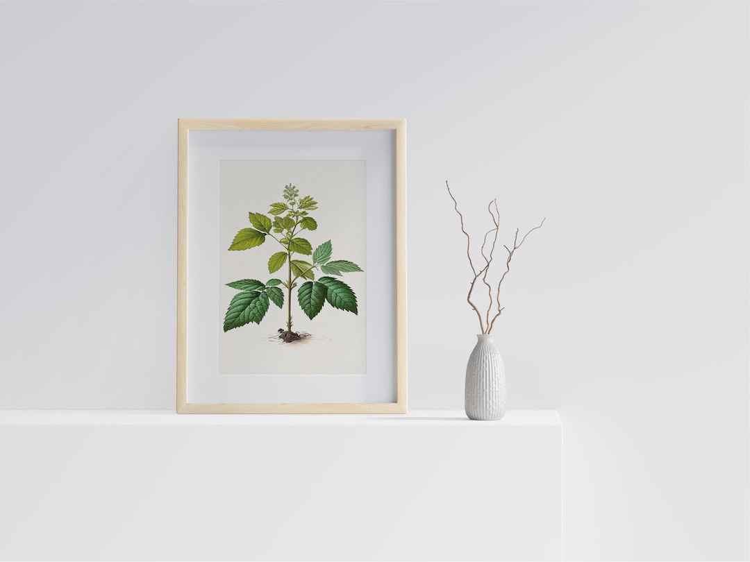 Small Sapling C - Botanical Print - Digital Download - Etsy