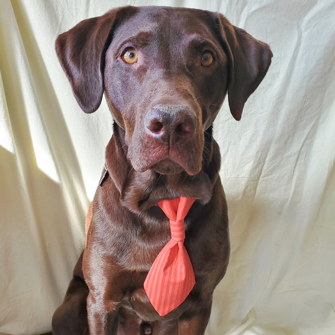 Red Stripes Dog Necktie With Velcro, Cat Necktie, Dog Tie for Collar ...