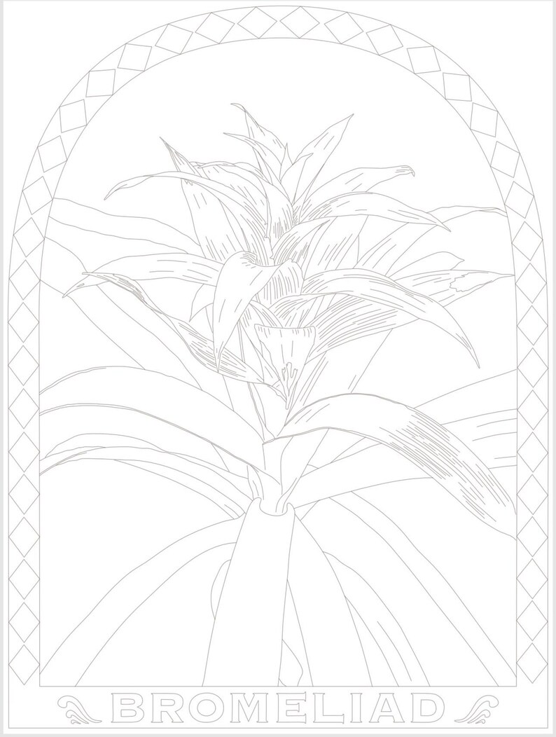 Bromeliad Single-line SVG Painting Page for Cricut DRAW Using Cricut ...