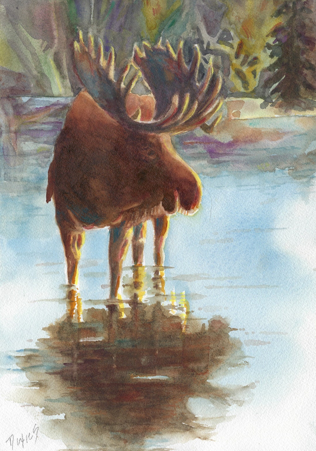 Moose Print, Watercolor Painting, Moose in the Water Print, Museum ...