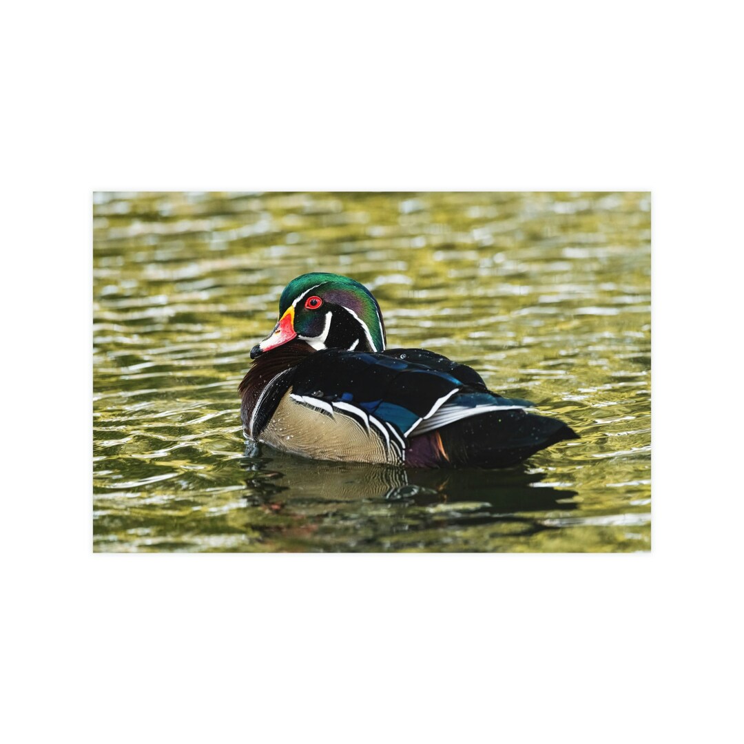 Gorgeous Wood Duck Poster - Livingroom or Bedroom Decor Gift for Birder ...