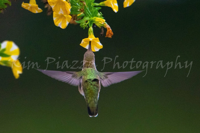 Female Hummingbird Back View With Yellow Flower - Etsy