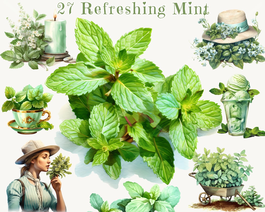 Premium Watercolor Mint Bundle Clipart - Herbal Themed - Transparent ...