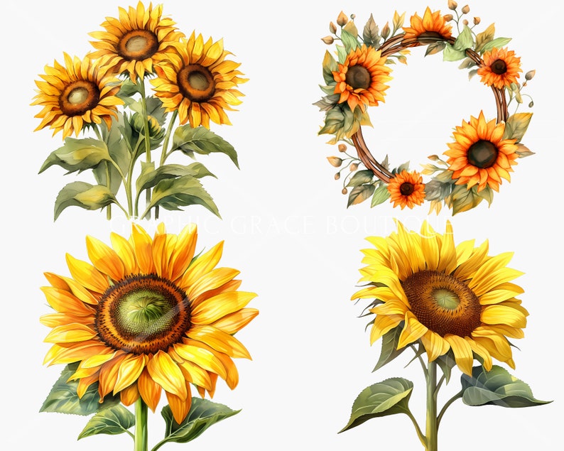 Sunflower Watercolor Clipart Bundle PNG Floral Bouquets - Etsy