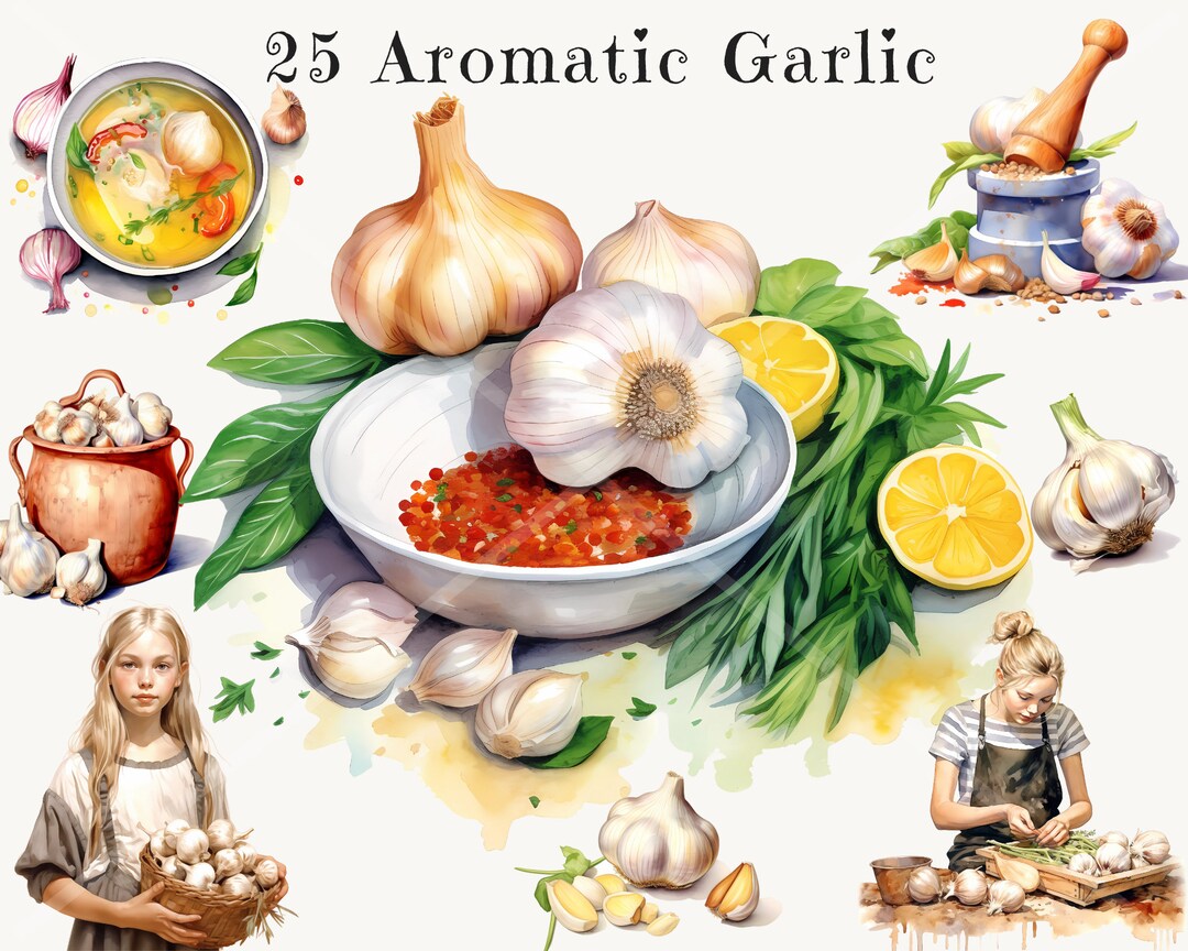 Watercolor Garlic Digital Clipart Bundle - Commercial Use, Aromatic ...