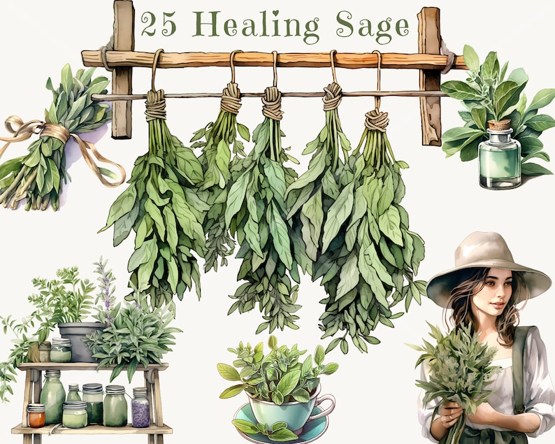 Watercolor Healing Sage Clipart Bundle: Sage Plants Dried - Etsy