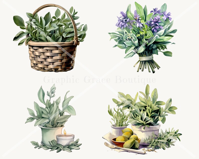 Watercolor Healing Sage Clipart Bundle: Sage Plants Dried - Etsy