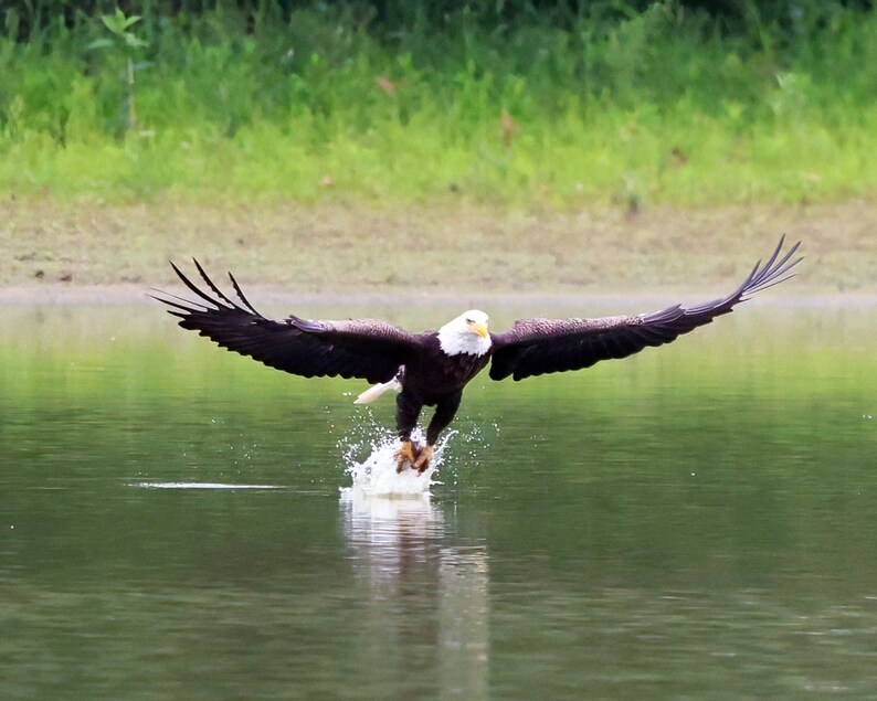 Eagle, Bald Eagle, Wildlife, Nature, - Etsy