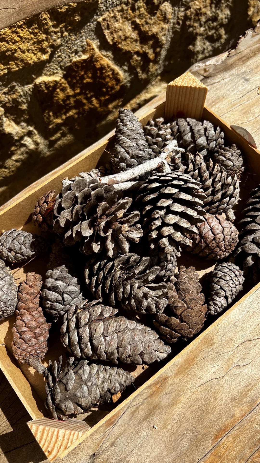 20 Pine Cones for Crafts, Rustic Pine Cones. - Etsy UK