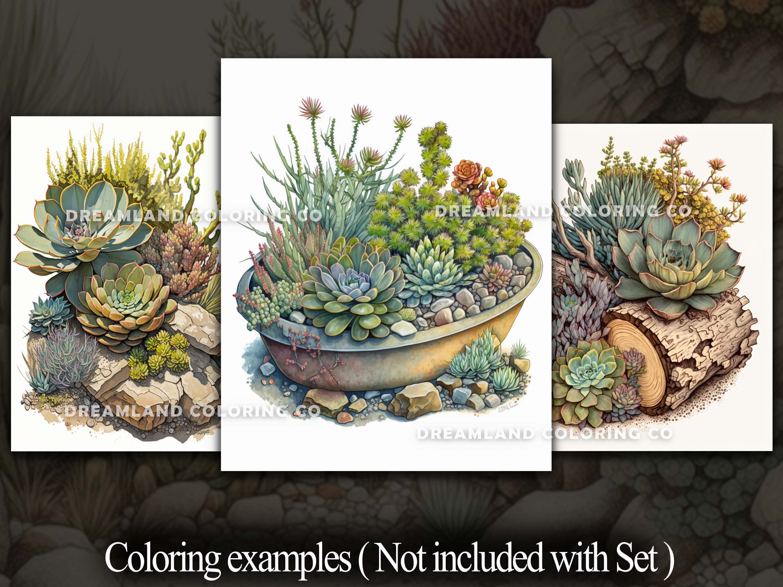 Succulent Garden Coloring Book Pages for Grown Ups and Youngsters 20 ...