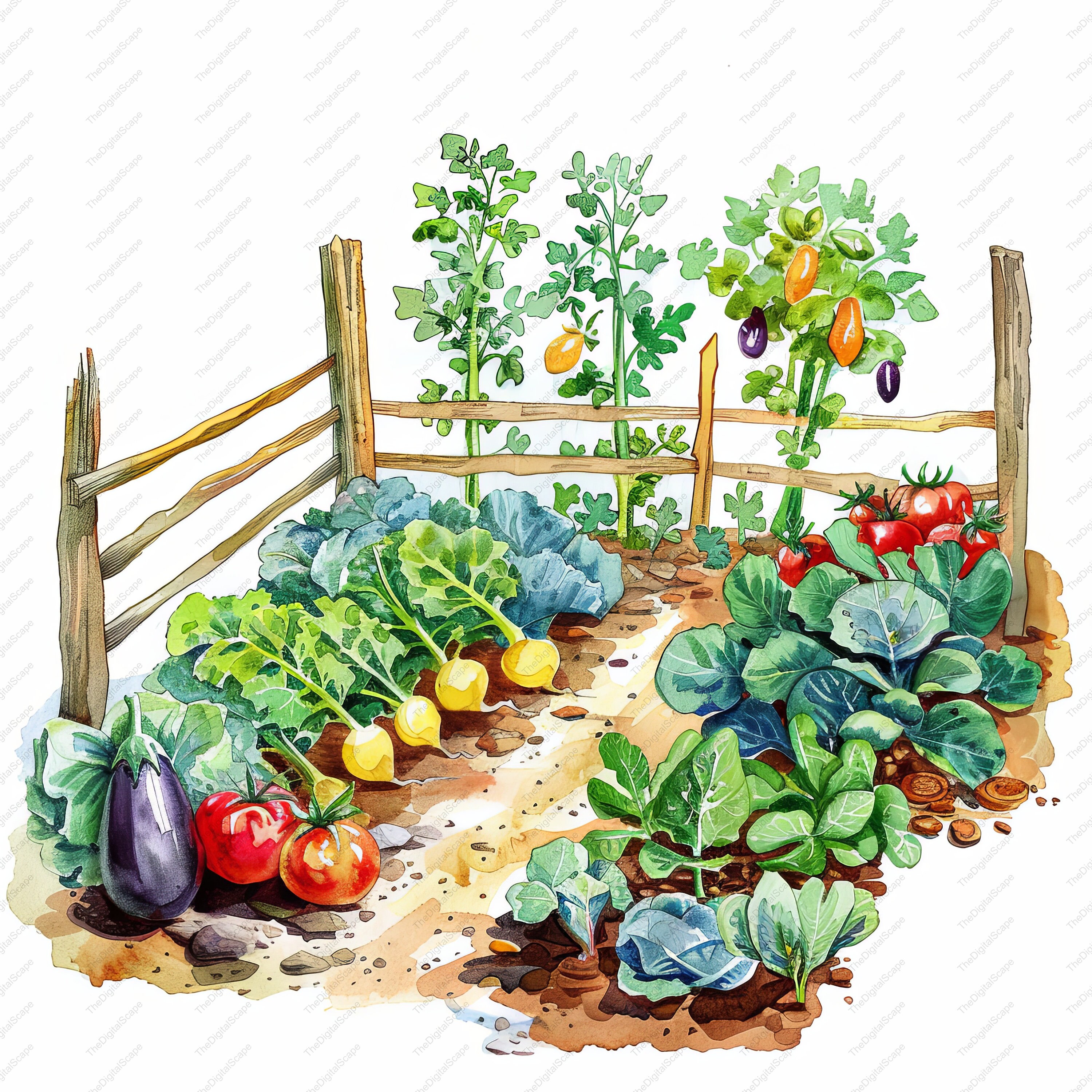Vegetable Garden Clipart 10 High Quality Jpgs, Scrapbooks, Digital ...