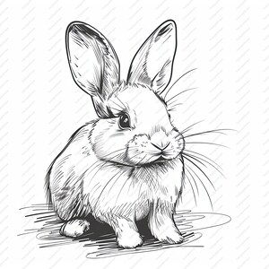 Bunny Line Art Clipart - 10 High Quality Jpgs, Scrapbooks, Digital ...