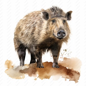 Boar Clipart - 10 High Quality Jpgs, Scrapbooks, Digital Craft, Digital ...