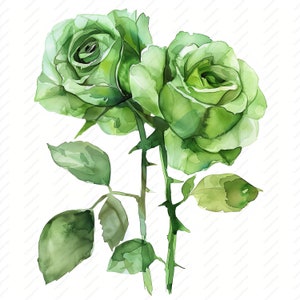 Green Roses Watercolor Clipart – Commercial Use, Digital Download - Etsy