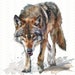 Hungry Wolf Watercolor Clipart – Commercial Use Jpgs (digital Download ...
