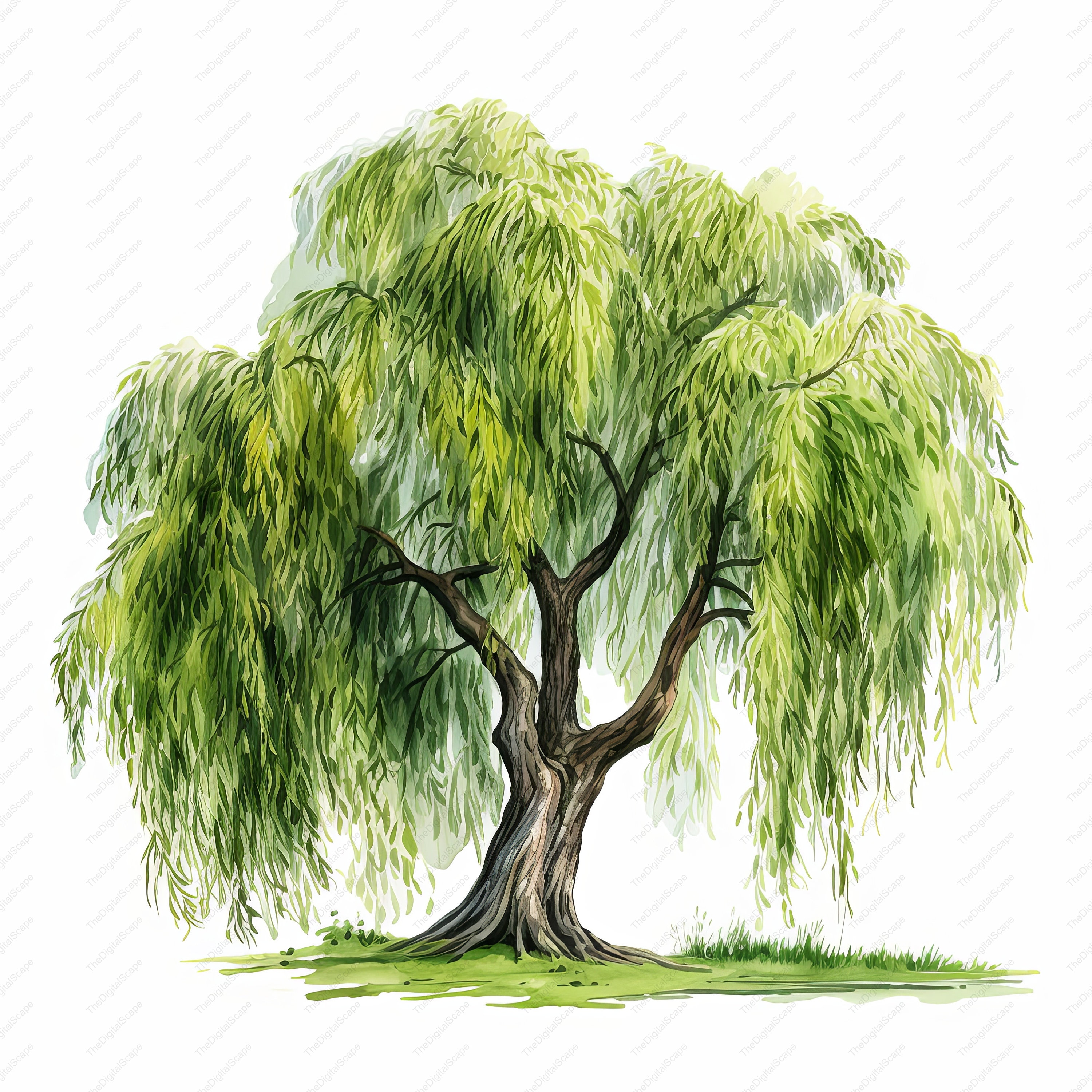 Willow Tree Clipart 10 High Quality Jpgs, Scrapbooks, Digital Craft ...