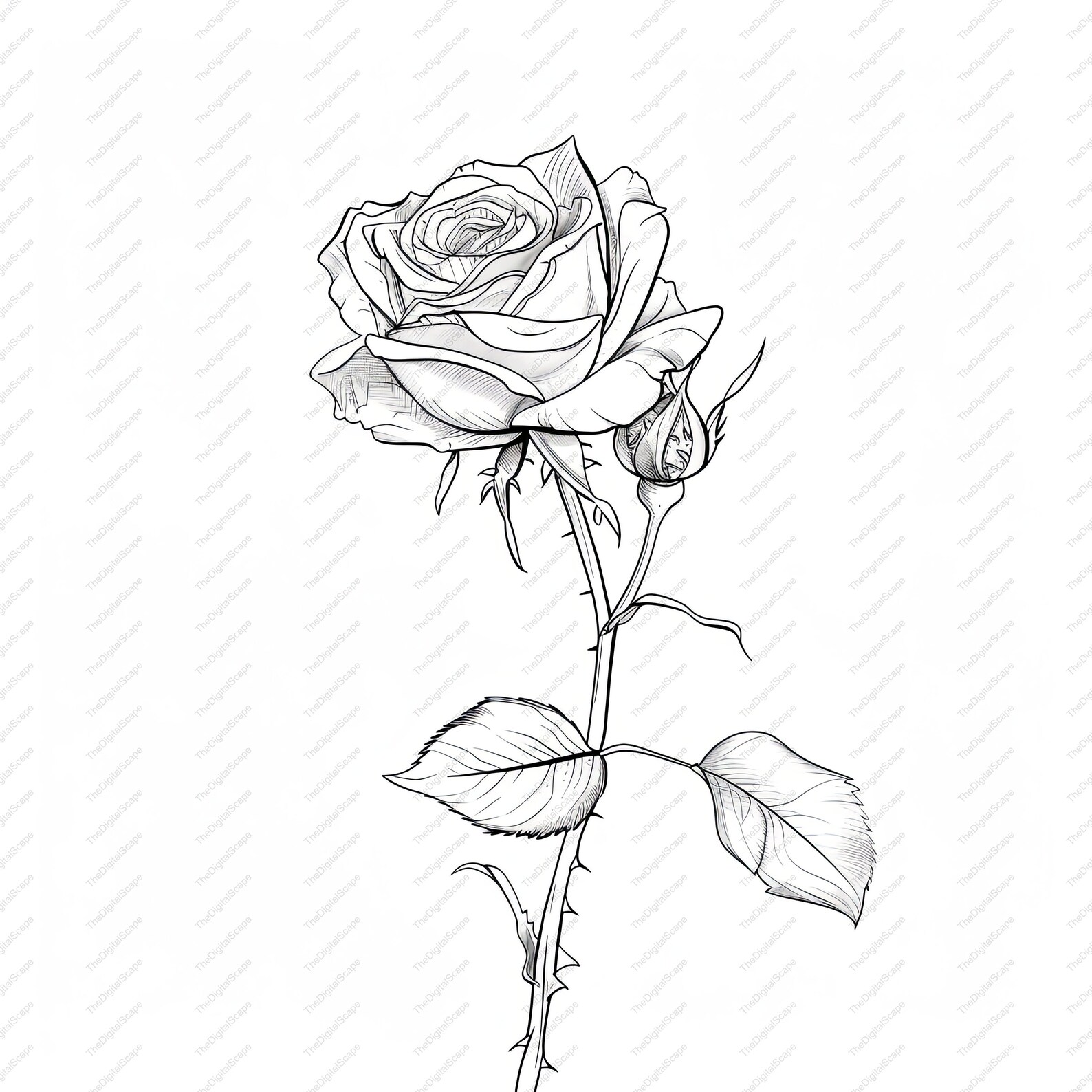 Pencil Sketch Rose Clipart 10 High Quality Jpgs, Scrapbooks, Digital ...