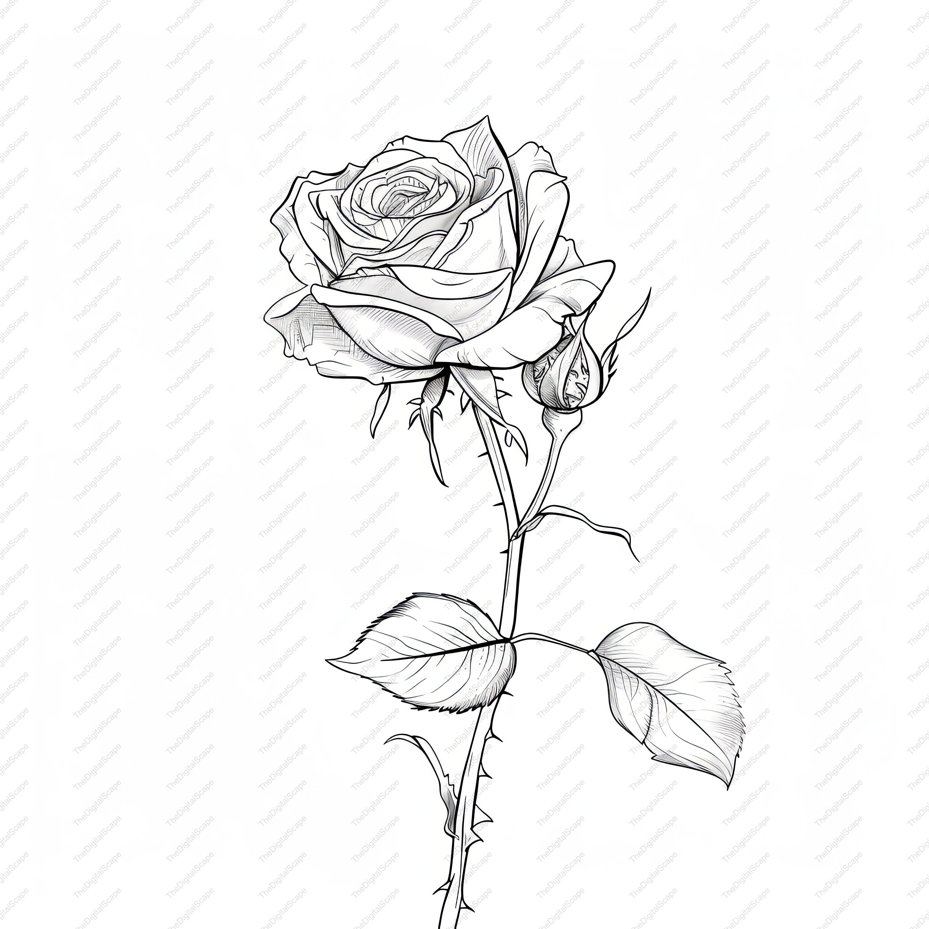 Pencil Sketch Rose Clipart - 10 High Quality Jpgs, Scrapbooks, Digital ...