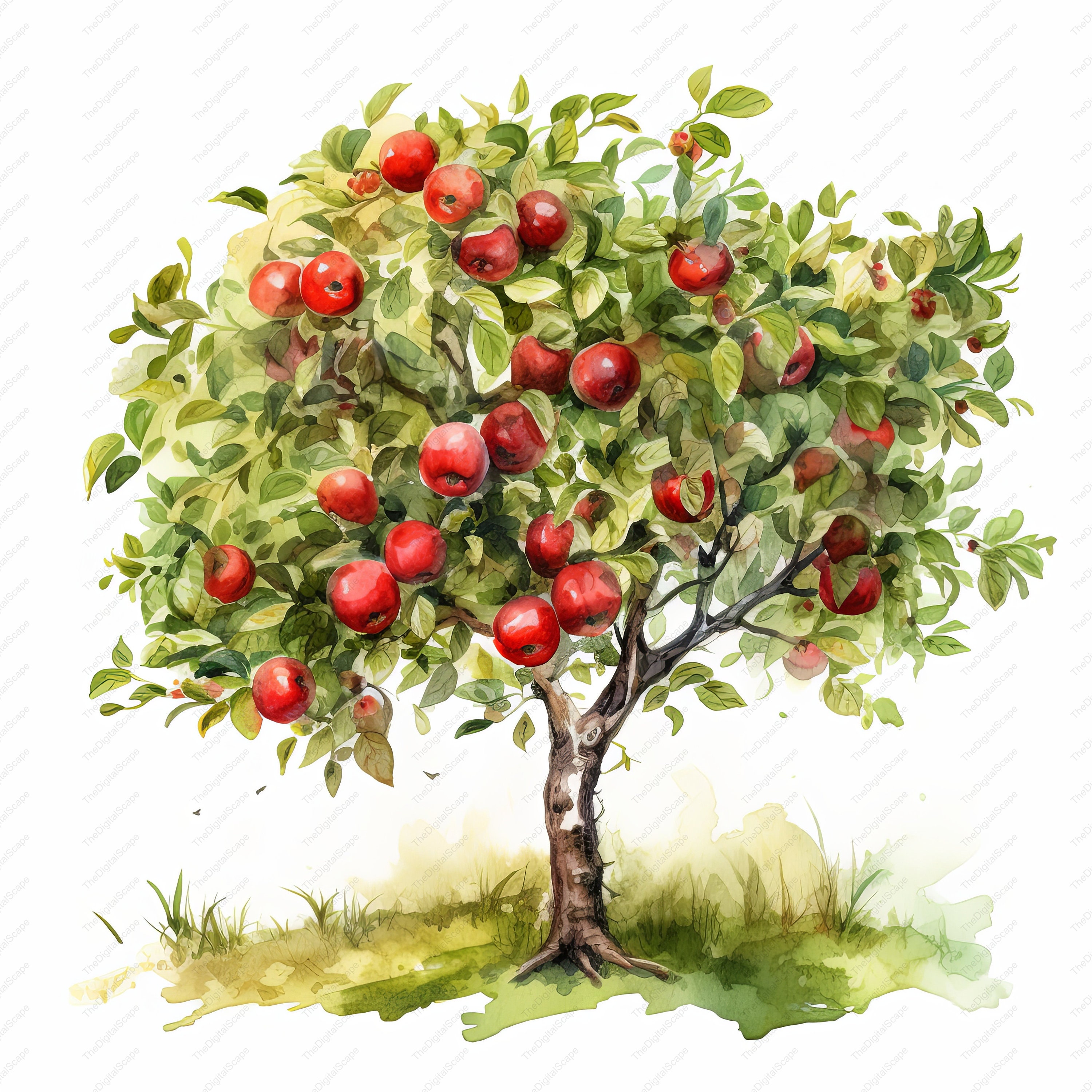 Apple Tree Clipart – High Quality Jpgs, Commercial Use (instant ...