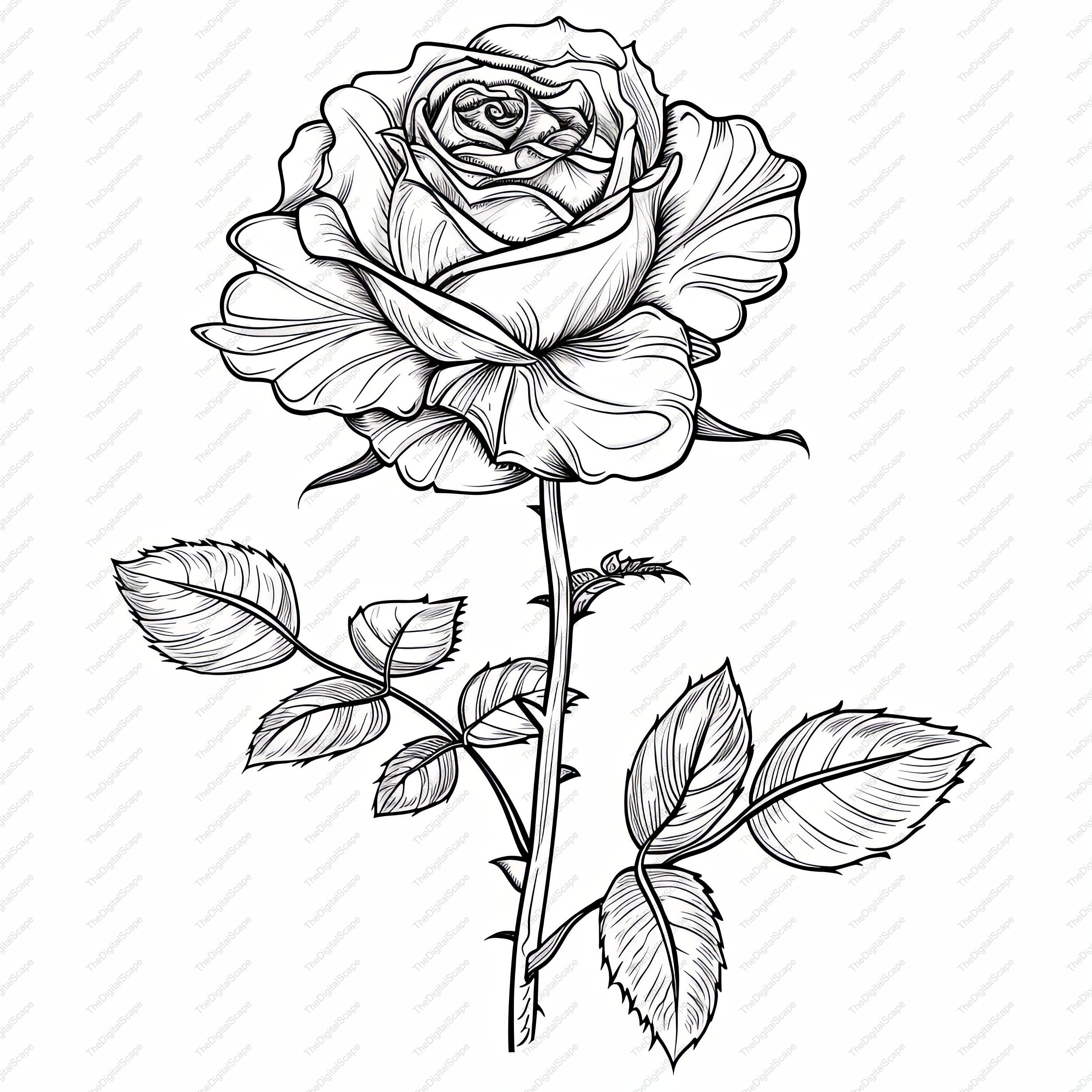 Pencil Sketch Rose Clipart 10 High Quality Jpgs, Scrapbooks, Digital ...