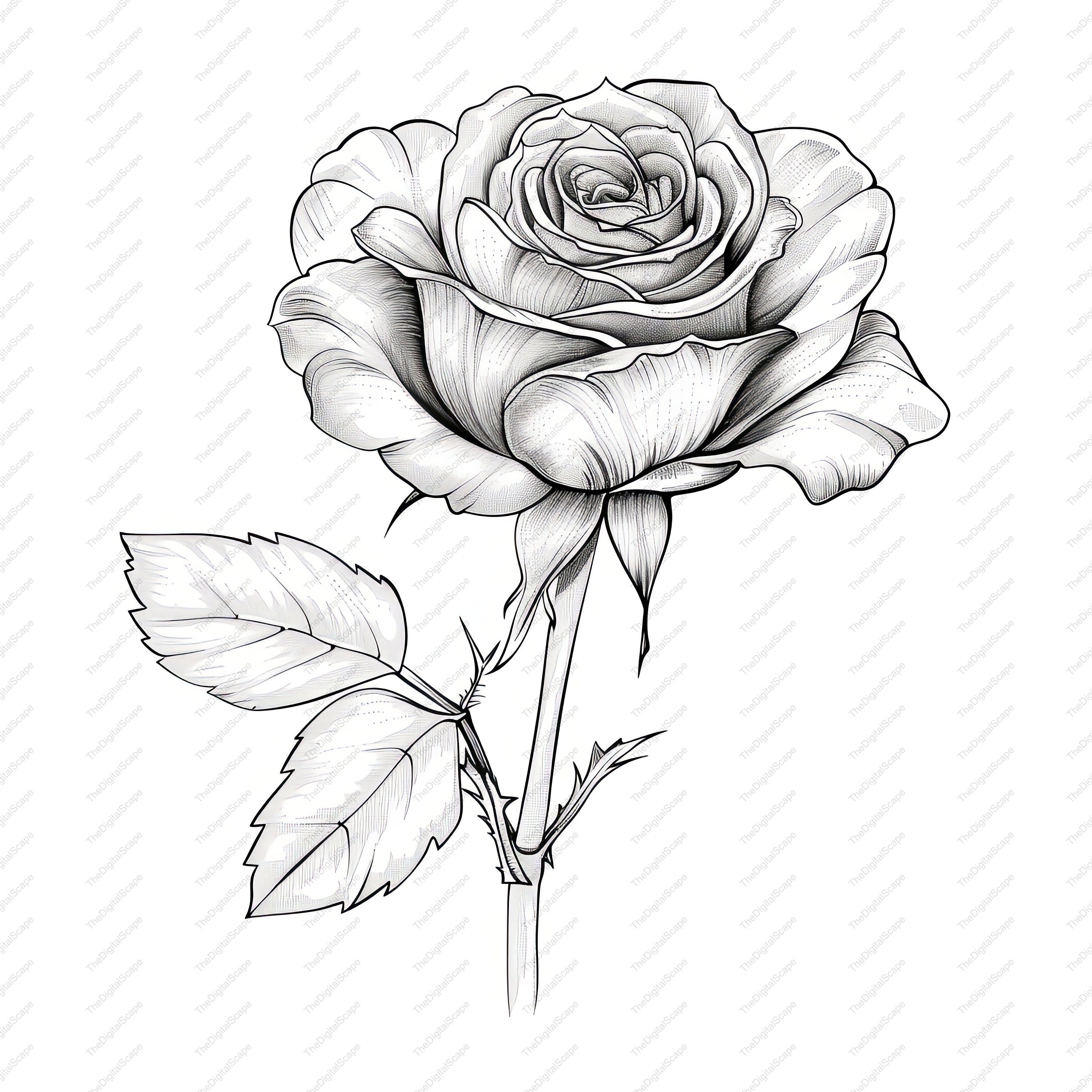 Pencil Sketch Rose Clipart - 10 High Quality Jpgs, Scrapbooks, Digital ...