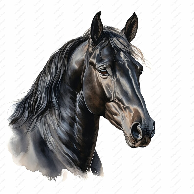 Black Horse Watercolor Clipart – Commercial Use, Digital Download - Etsy