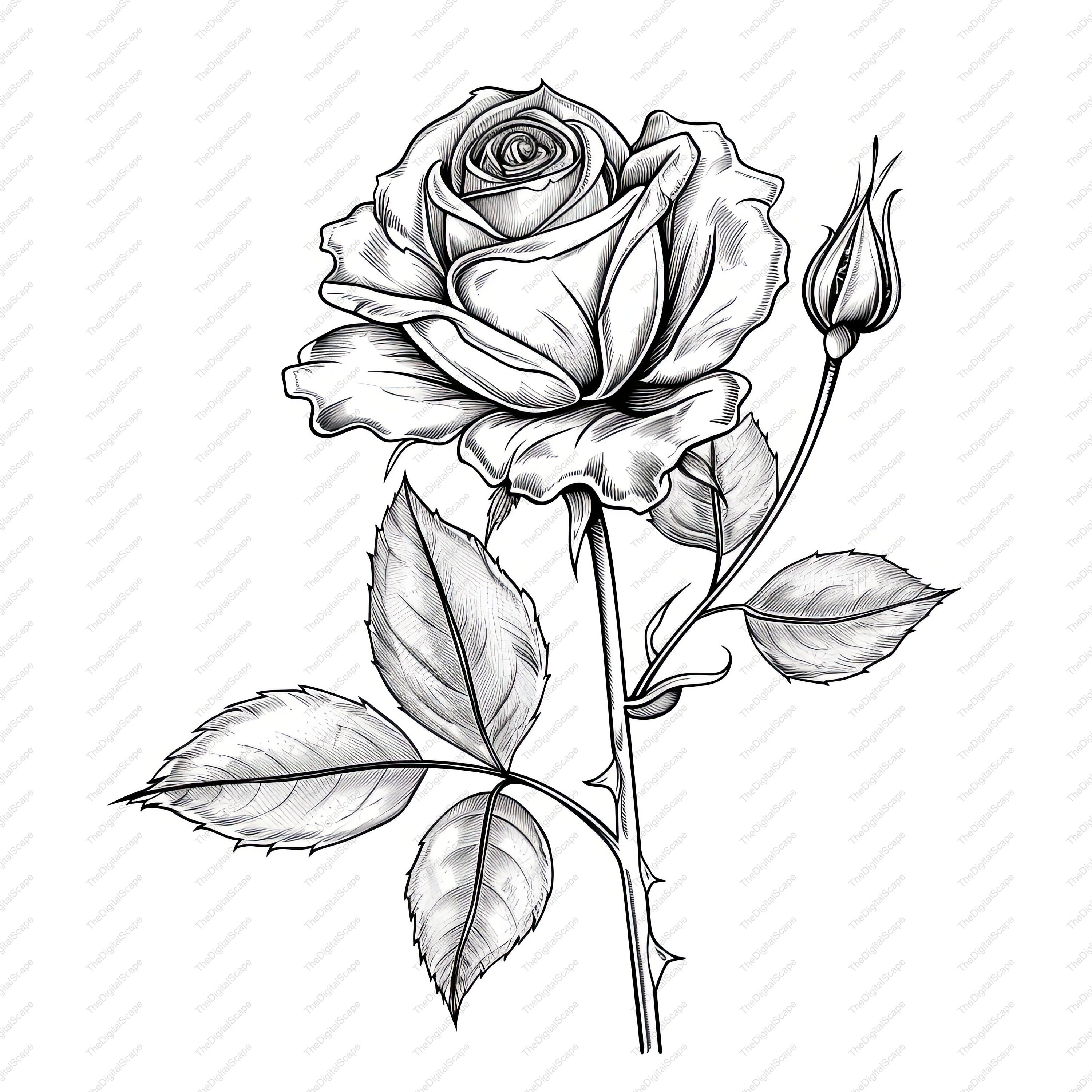 Pencil Sketch Rose Clipart – High-quality Jpgs, Commercial Use (instant ...