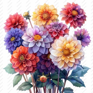 Dahlia Flower Clipart Set – High-quality Floral Jpgs (digital Download ...
