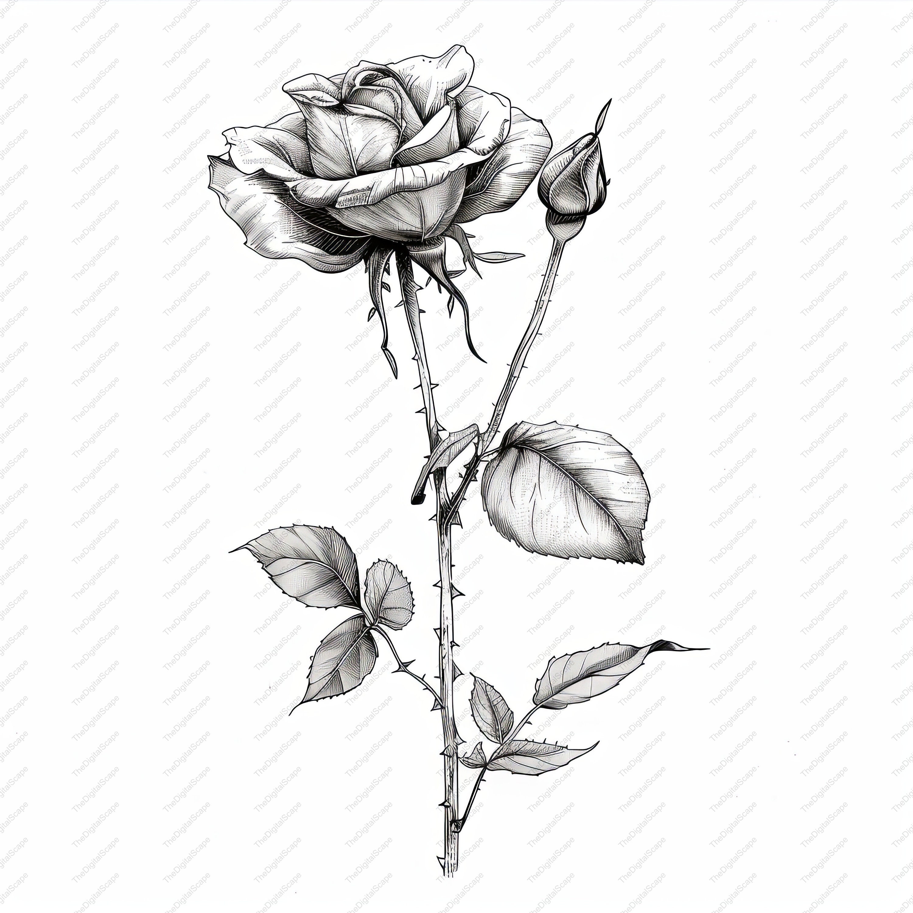 Pencil Sketch Rose Clipart 10 High Quality Jpgs, Scrapbooks, Digital ...