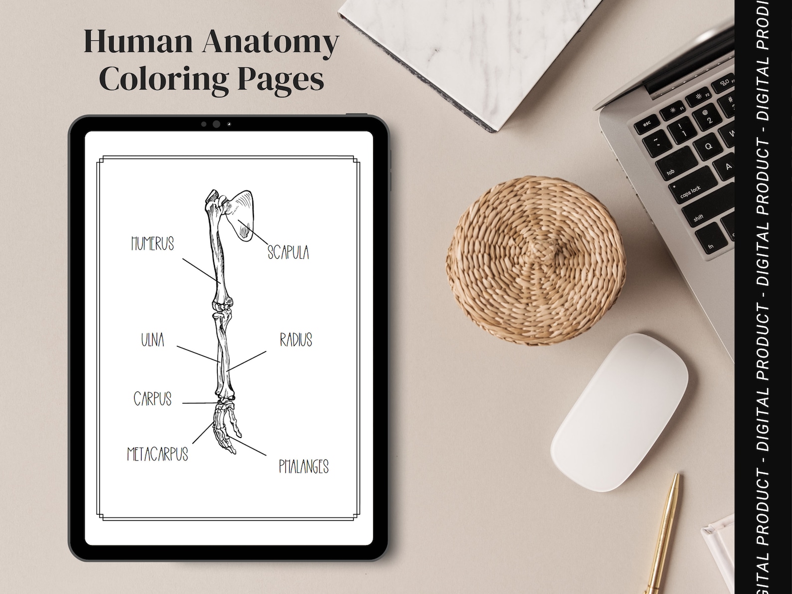 20+ ANATOMY COLORING PAGES, Printable Coloring Book, Coloring Pages ...