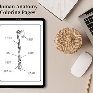 20+ ANATOMY COLORING PAGES, Printable Coloring Book, Coloring Pages ...