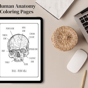 20+ ANATOMY COLORING PAGES, Printable Coloring Book, Coloring Pages ...