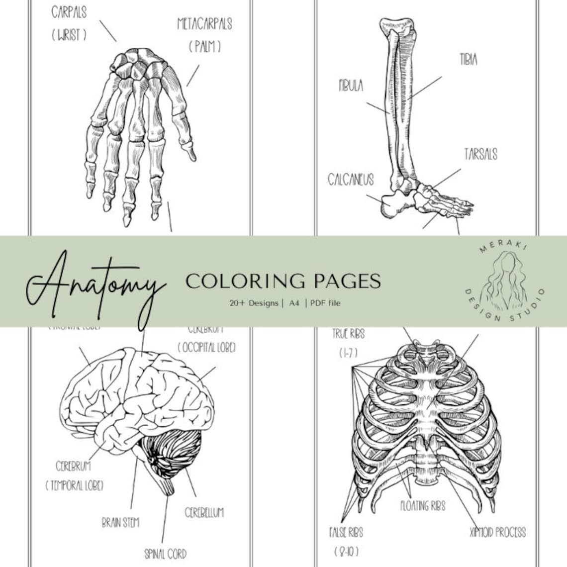 20+ ANATOMY COLORING PAGES, Printable Coloring Book, Coloring Pages ...