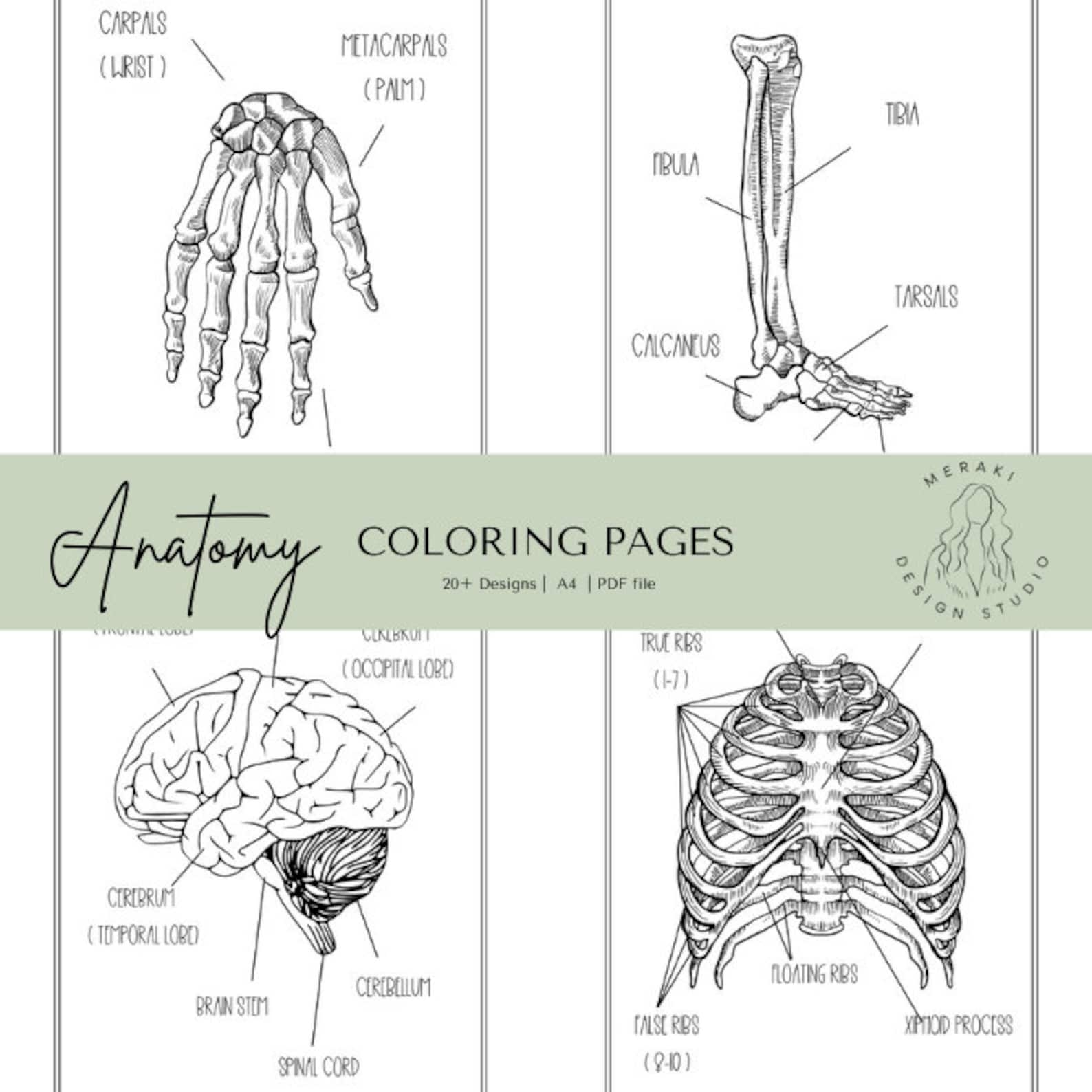 20+ ANATOMY COLORING PAGES, Printable Coloring Book, Coloring Pages ...