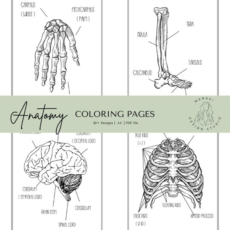 20+ ANATOMY COLORING PAGES, Printable Coloring Book, Coloring Pages ...
