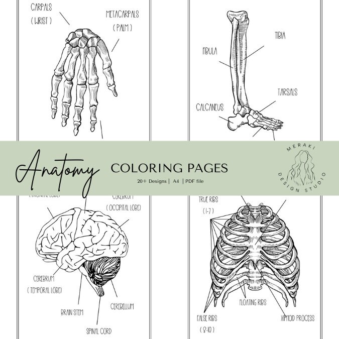 20+ ANATOMY COLORING PAGES, Printable Coloring Book, Coloring Pages ...